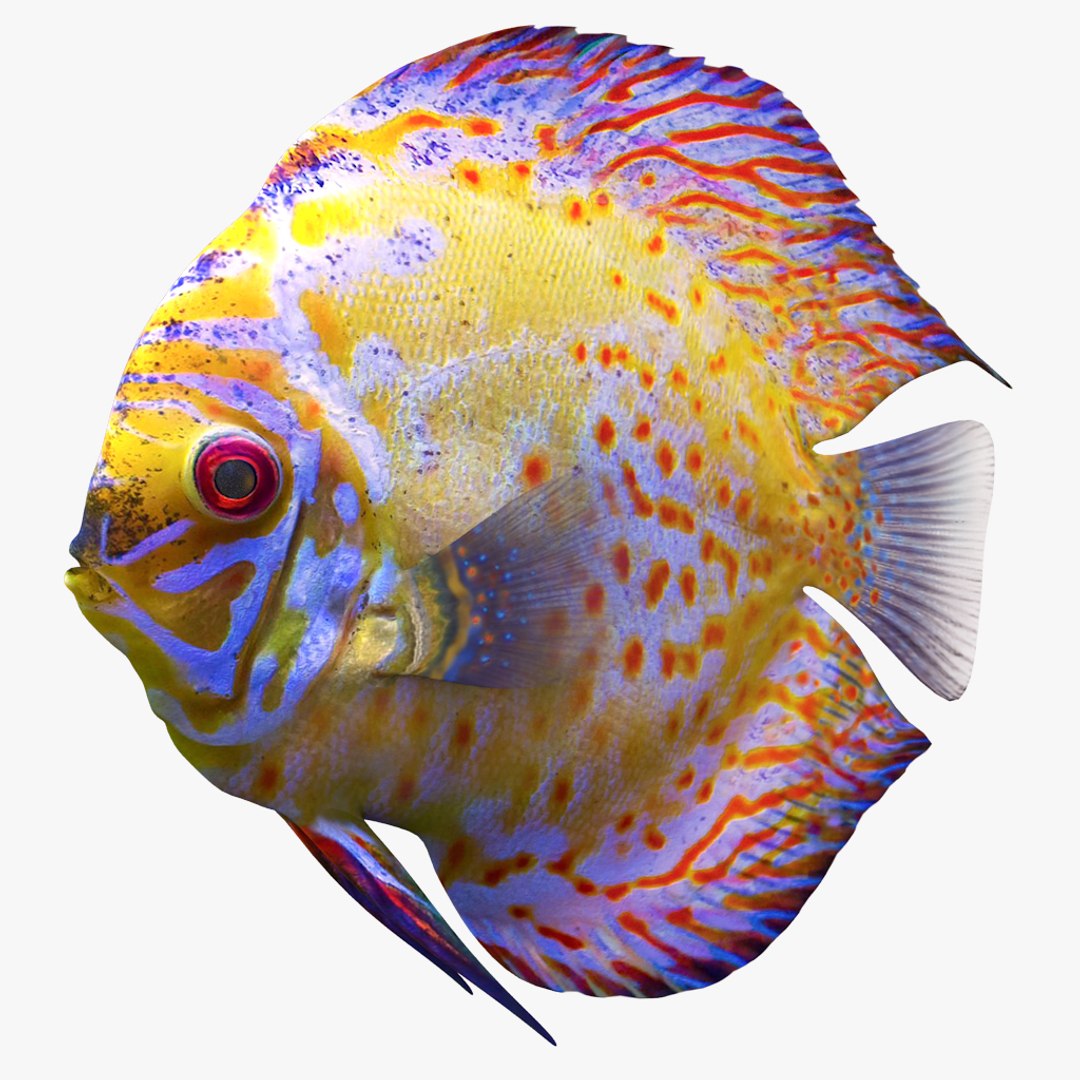 Discus fish 3D - TurboSquid 1293064