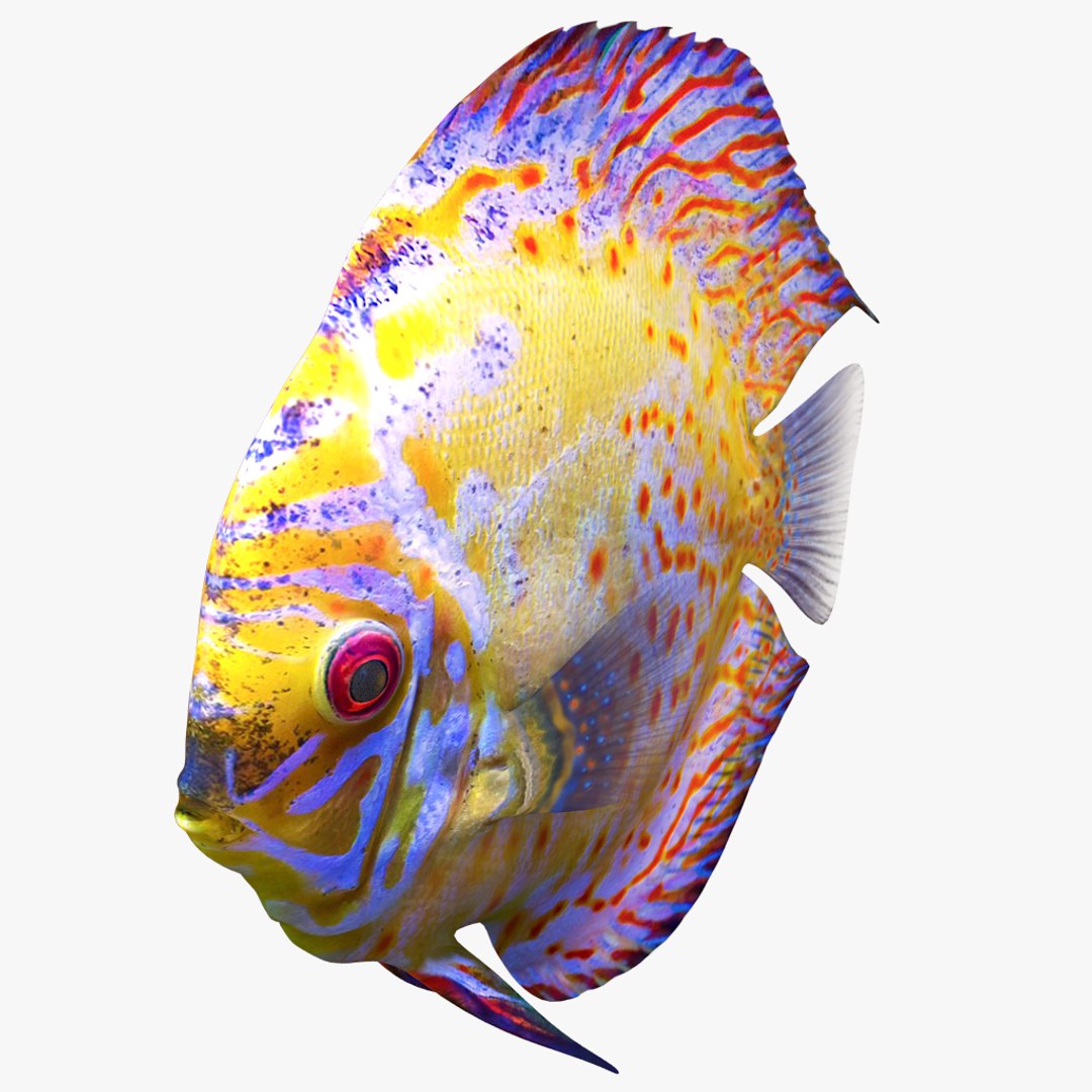 Discus Fish 3D - TurboSquid 1293064