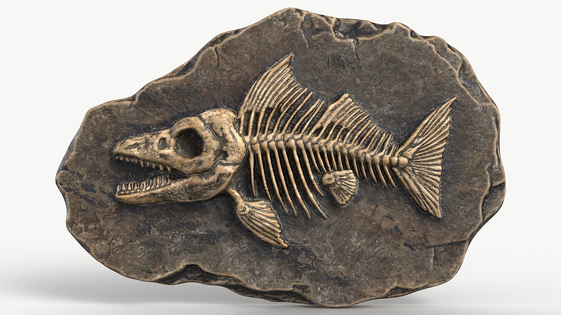 9 Textured Prehistoric Fish Skeleton Fossils Collection 3D - TurboSquid ...