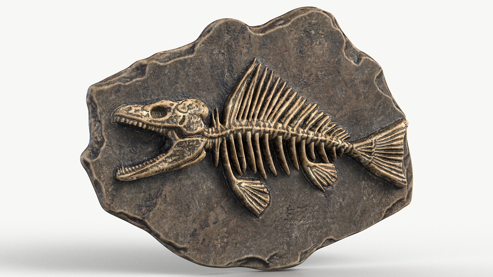 9 Textured Prehistoric Fish Skeleton Fossils Collection 3D - TurboSquid ...