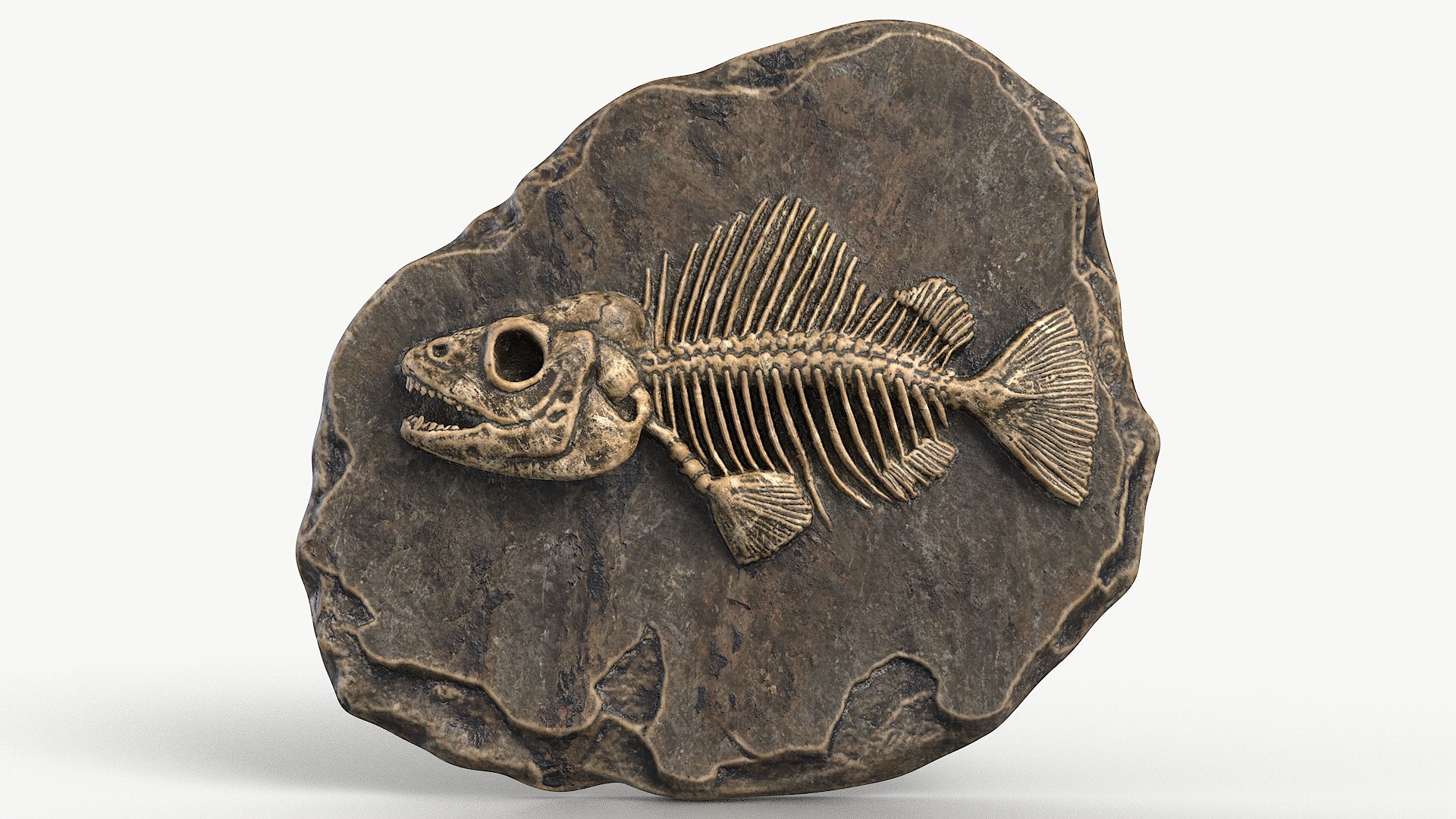 9 Textured Prehistoric Fish Skeleton Fossils Collection 3D - TurboSquid ...