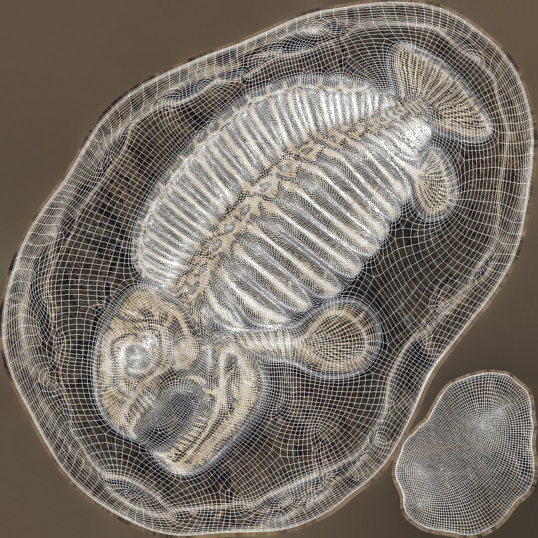 9 Textured Prehistoric Fish Skeleton Fossils Collection 3D - TurboSquid 2310648