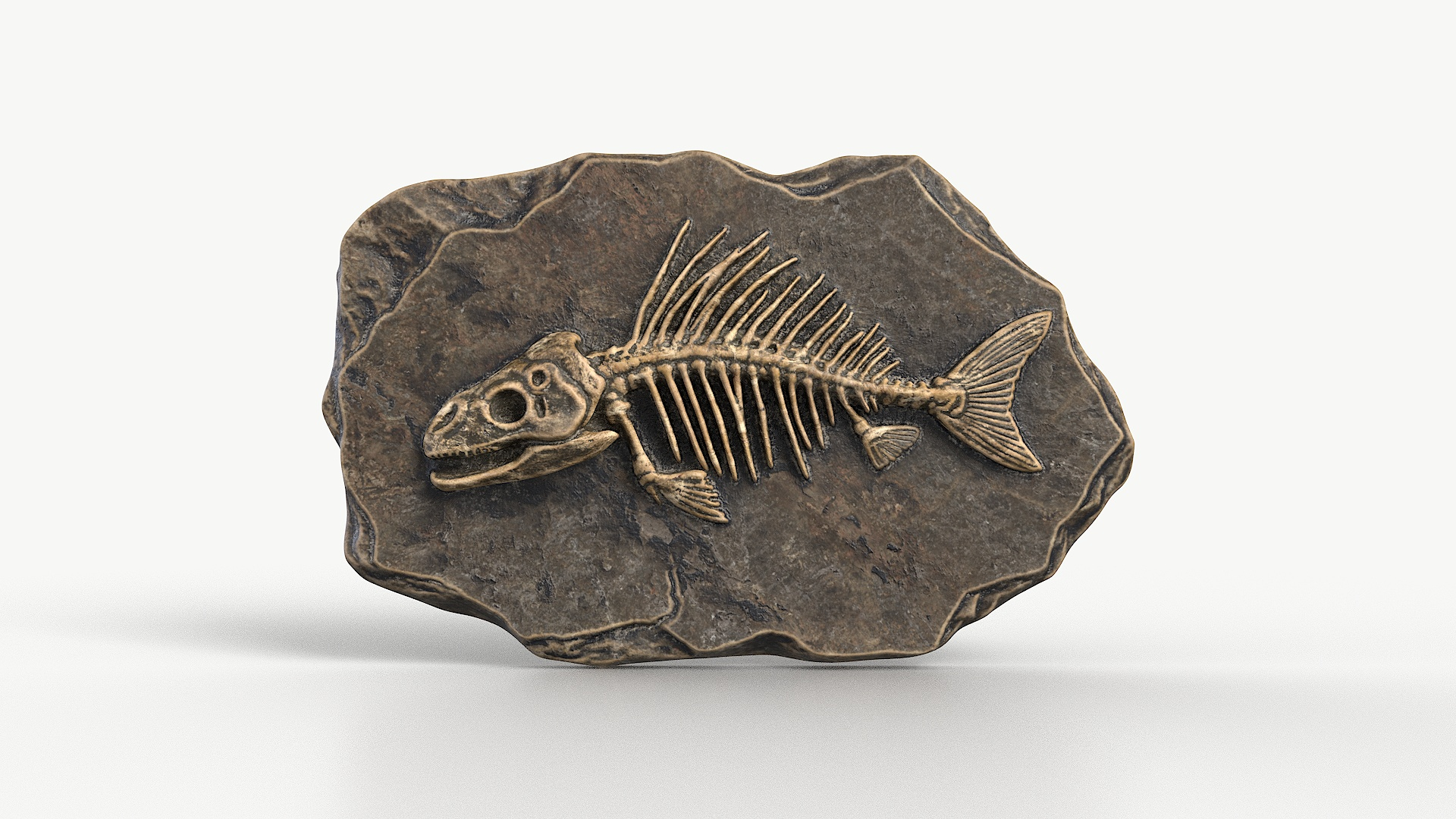 9 Textured Prehistoric Fish Skeleton Fossils Collection 3D - TurboSquid ...