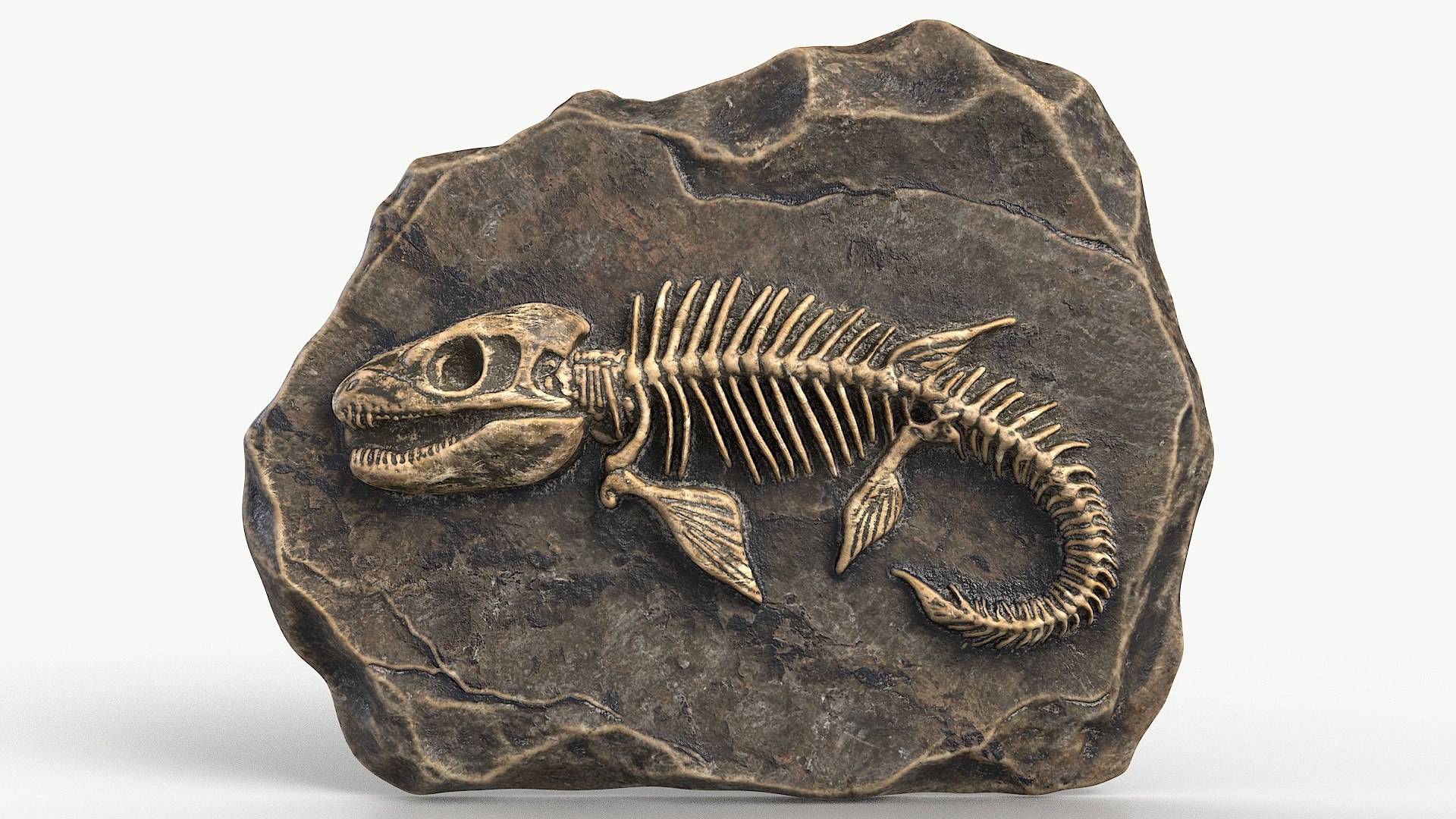 9 Textured Prehistoric Fish Skeleton Fossils Collection 3D - TurboSquid ...