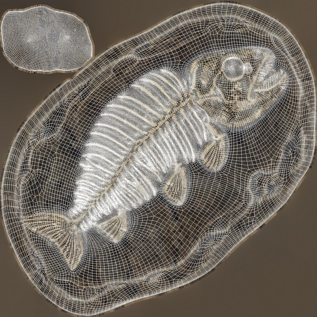 9 Textured Prehistoric Fish Skeleton Fossils Collection 3D - TurboSquid ...