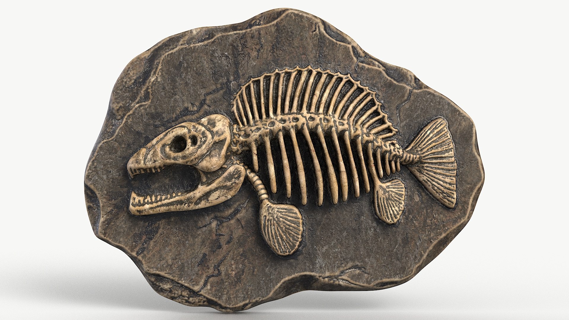 9 Textured Prehistoric Fish Skeleton Fossils Collection 3D - TurboSquid ...
