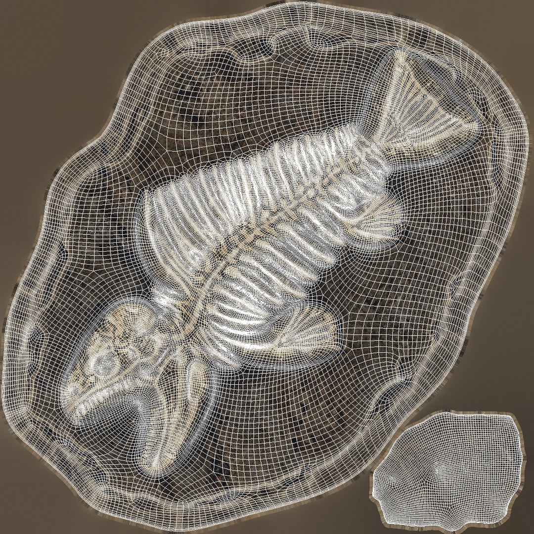 9 Textured Prehistoric Fish Skeleton Fossils Collection 3D - TurboSquid ...
