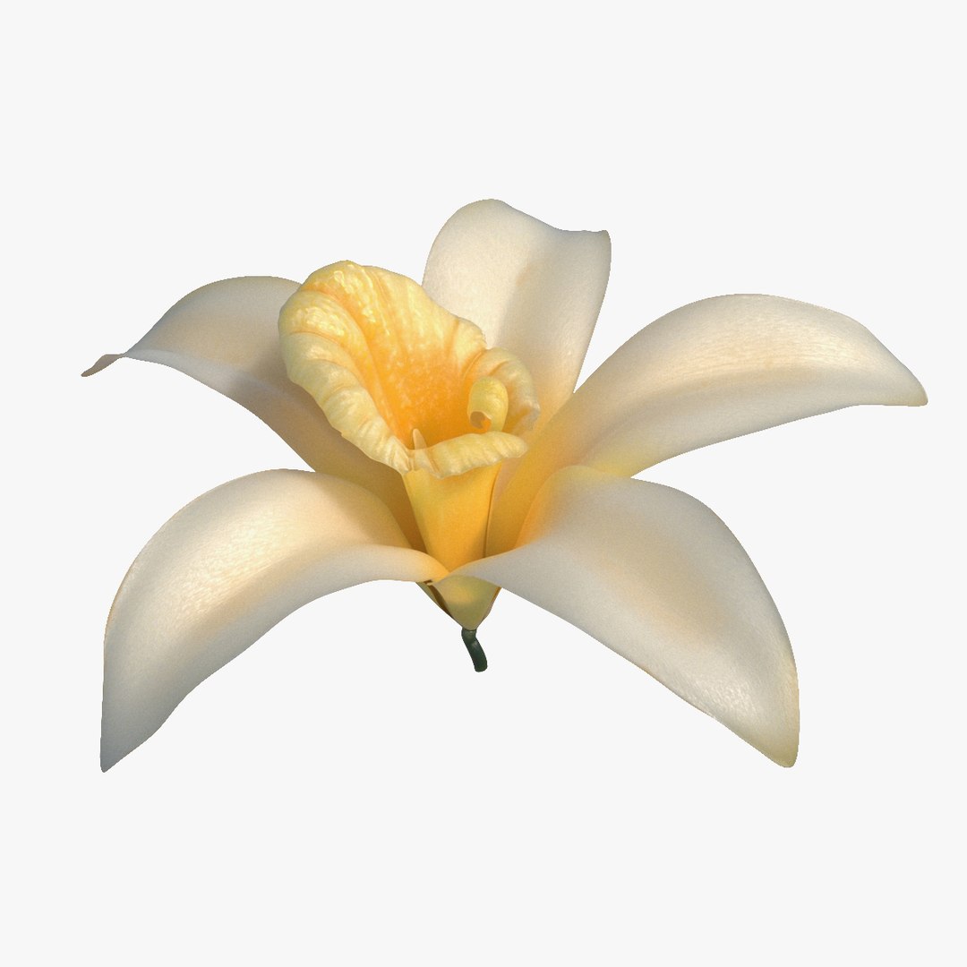 Vanilla Flower 3D Model - TurboSquid 2126798