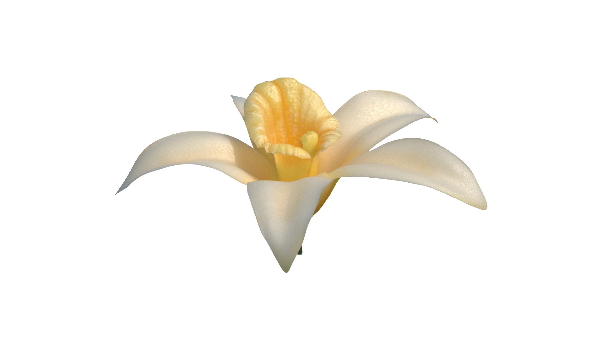 Vanilla Flower 3D Model - TurboSquid 2126798