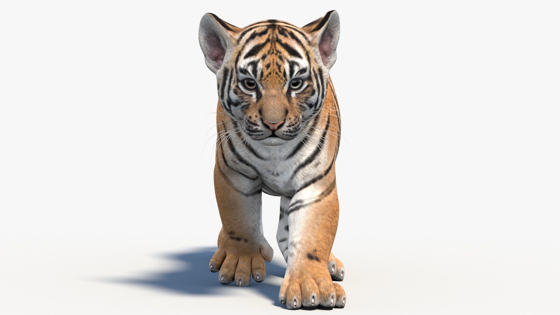 Animated Tiger Cub 3D Model 3D Model - TurboSquid 2332880