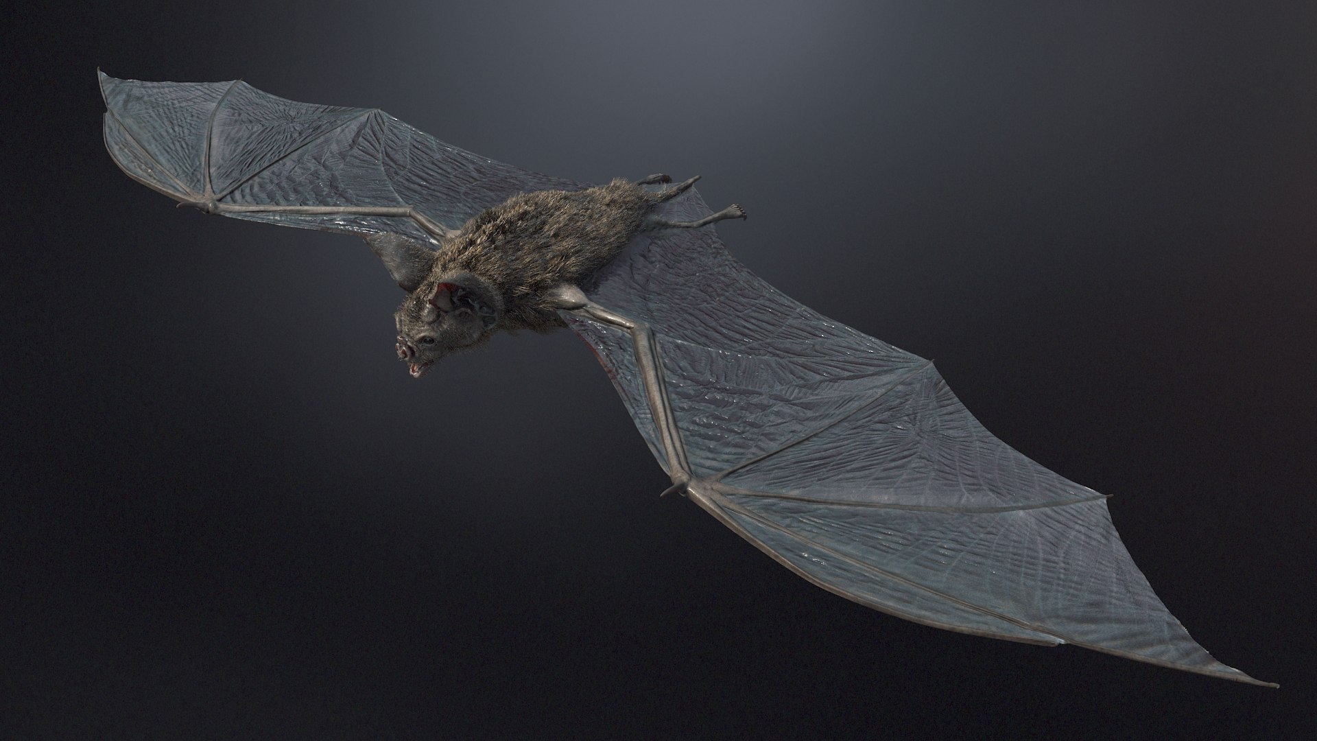 3d vampire bat