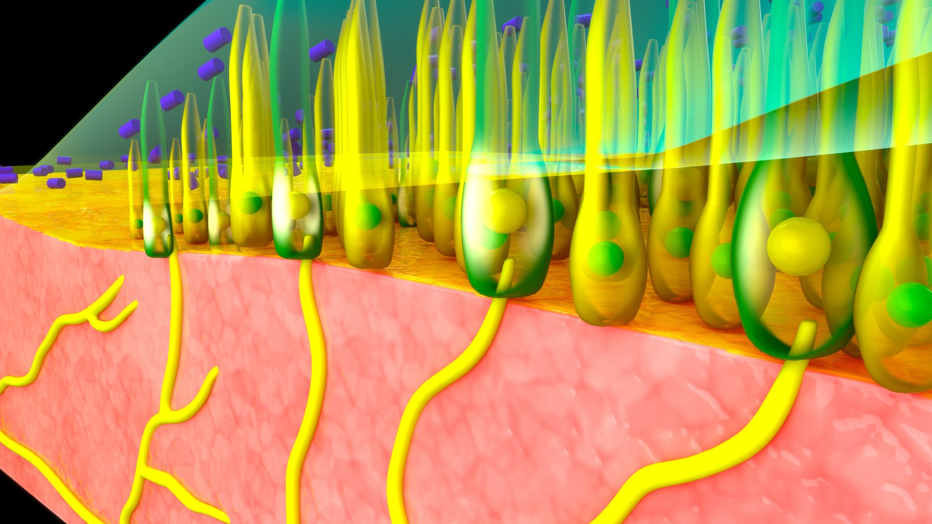 3D Macula Model - TurboSquid 2192423