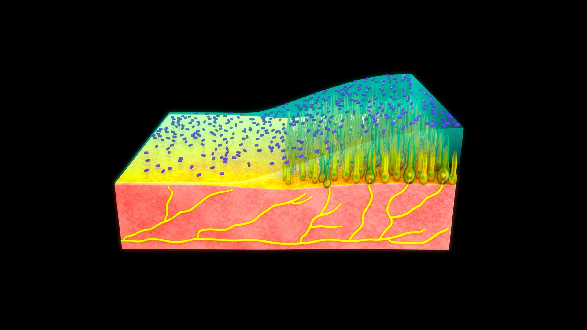 3D Macula Model - TurboSquid 2192423