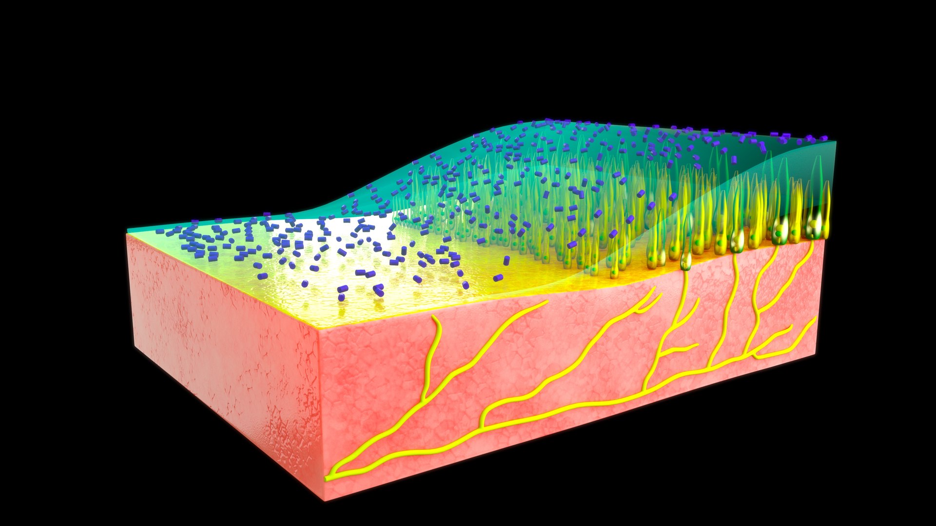 3D Macula Model - TurboSquid 2192423