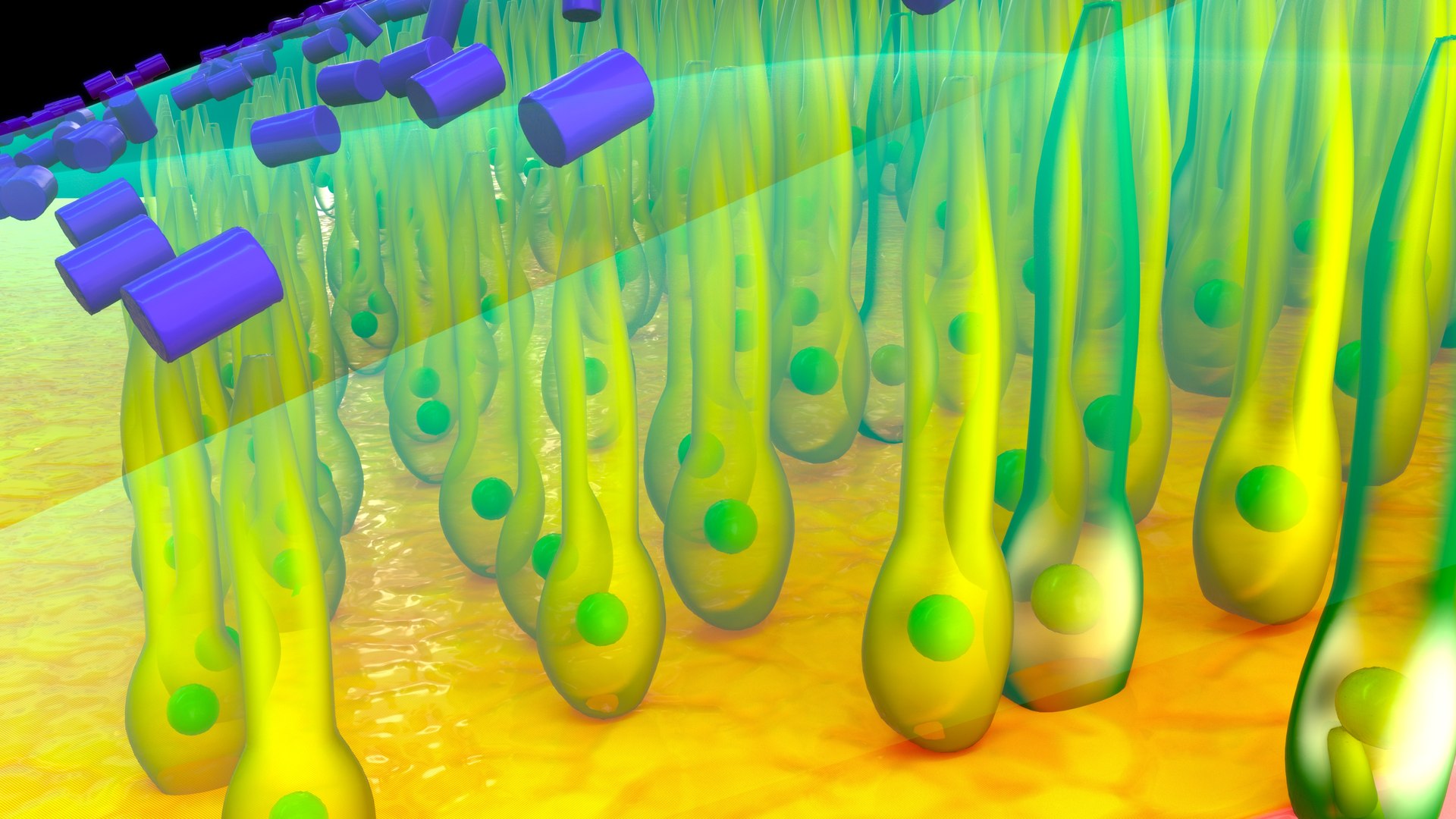 3D Macula Model - TurboSquid 2192423