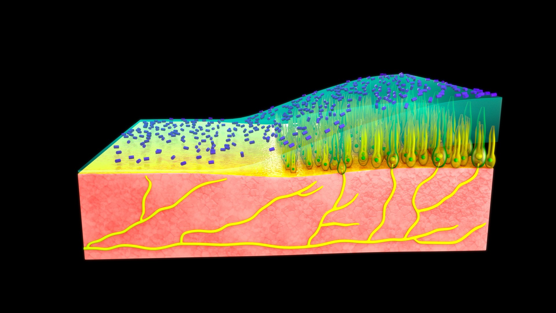 3D Macula Model - TurboSquid 2192423