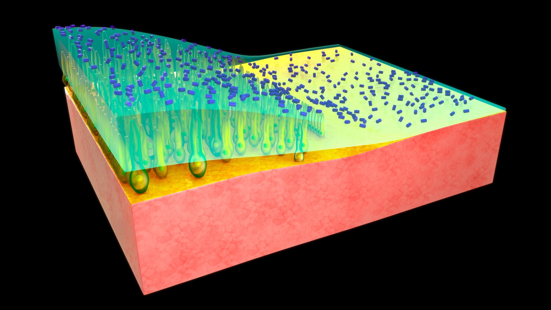 3D Macula Model - TurboSquid 2192423