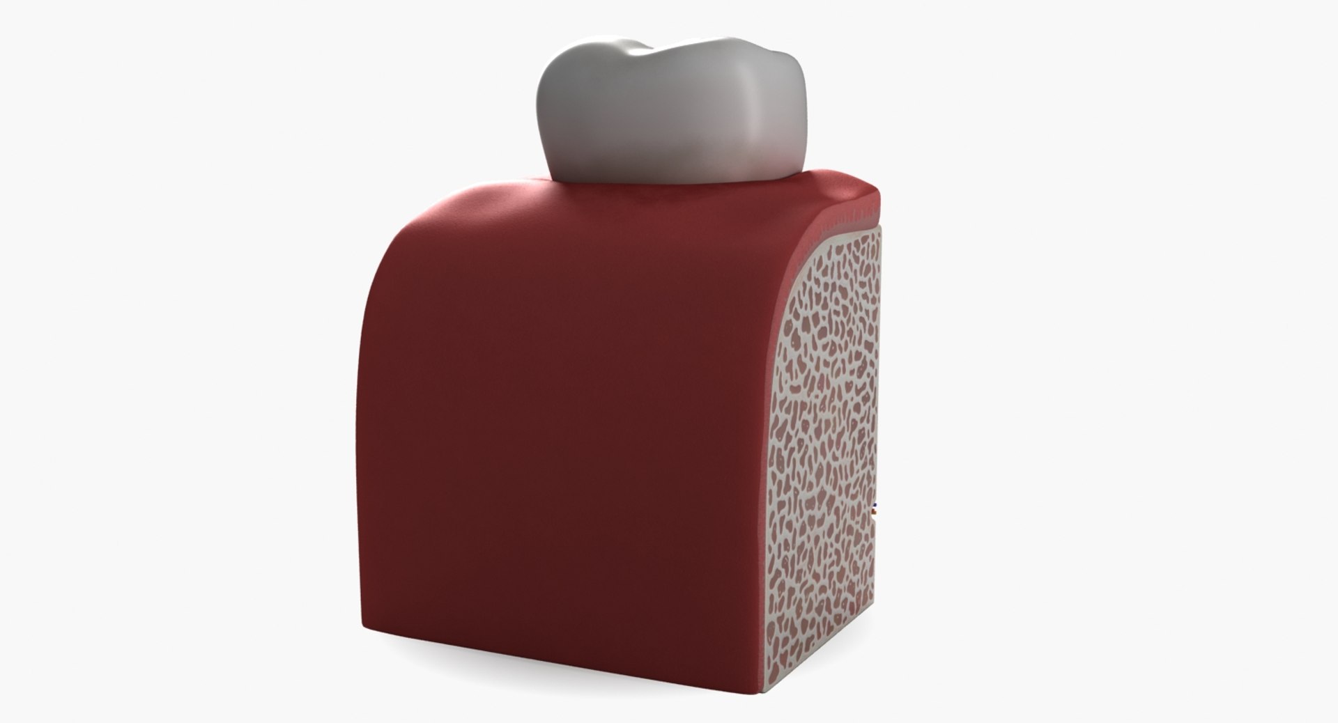 3D Tooth Anatomy - TurboSquid 1265282