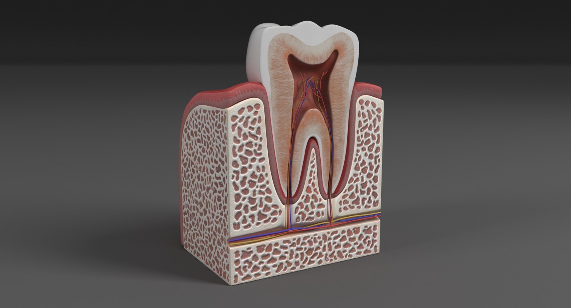 3D Tooth Anatomy - TurboSquid 1265282