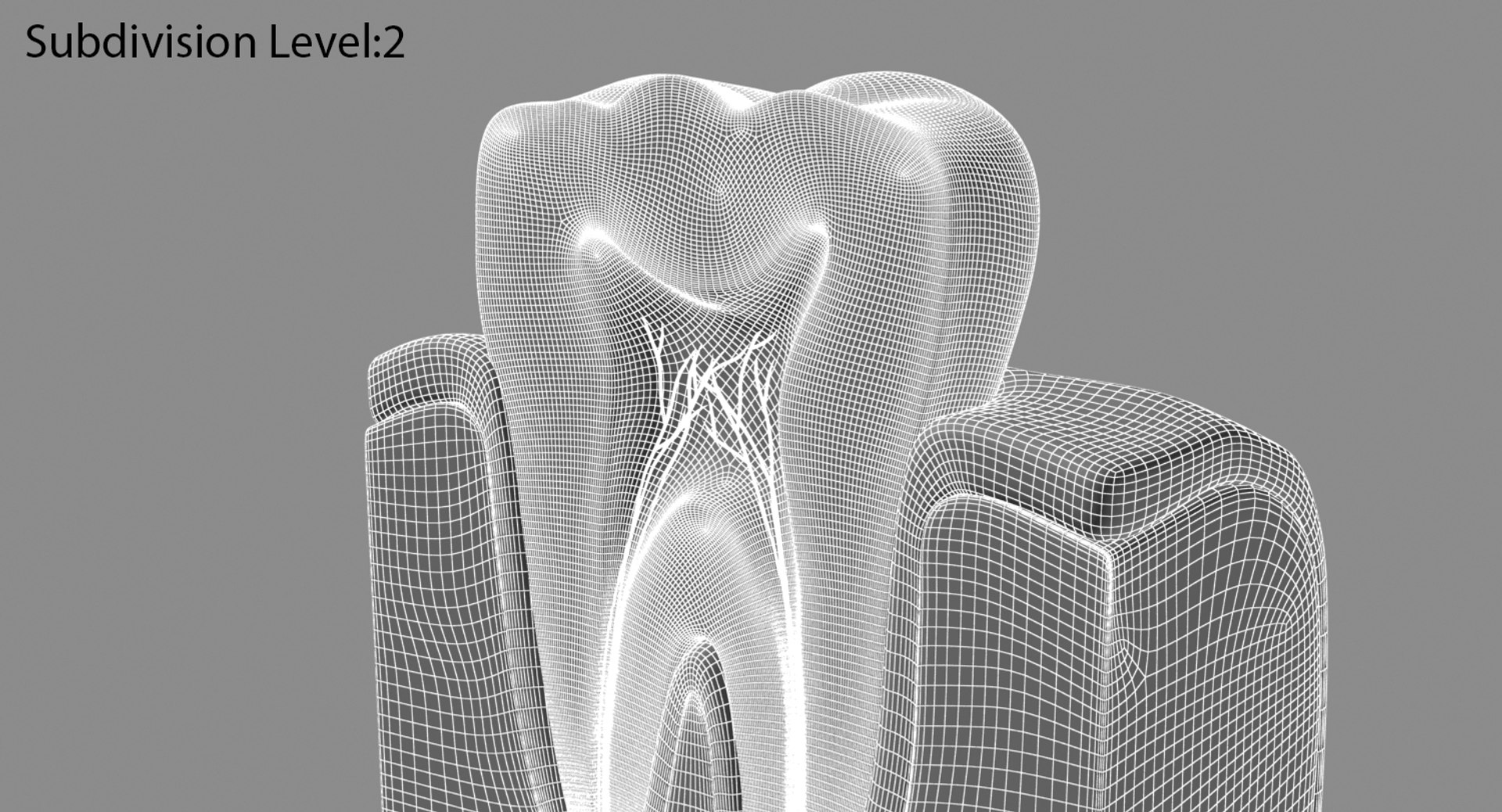 3D tooth anatomy - TurboSquid 1265282