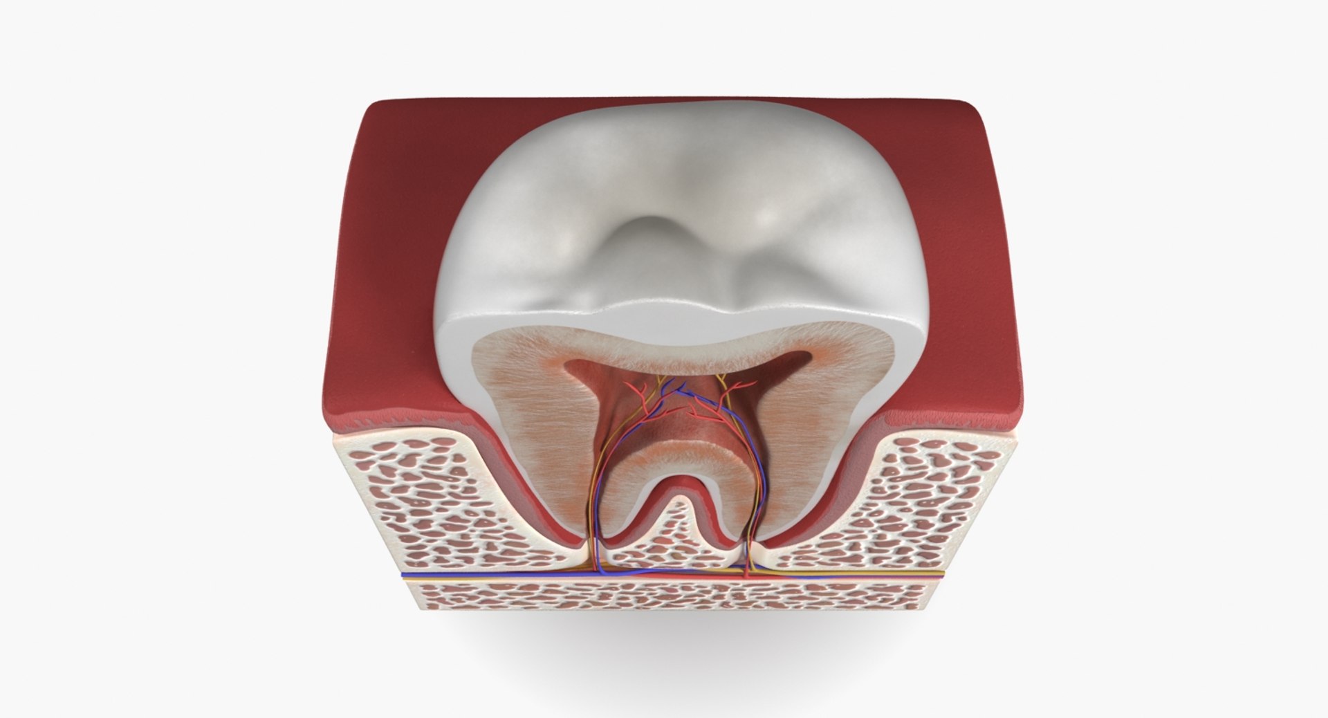 3D Tooth Anatomy - TurboSquid 1265282