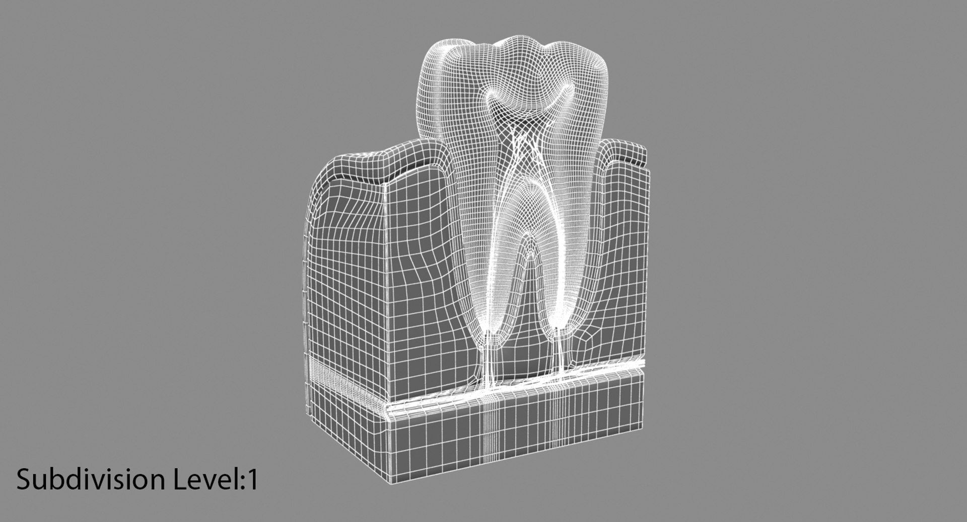 3D tooth anatomy - TurboSquid 1265282