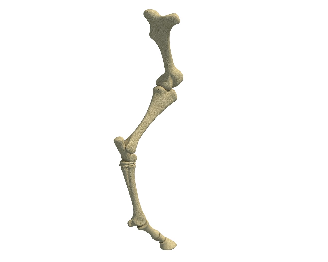 Animal femur 3D model - TurboSquid 1171325