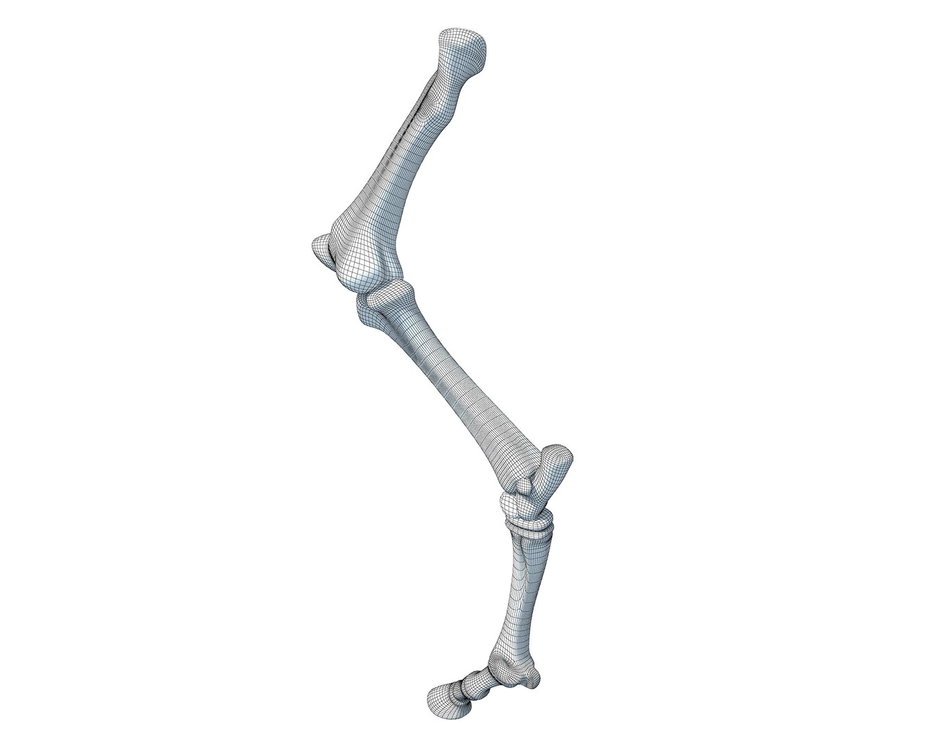 Animal femur 3D model - TurboSquid 1171325
