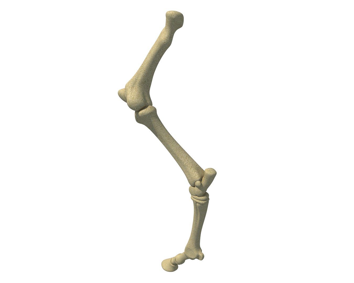 Animal femur 3D model - TurboSquid 1171325