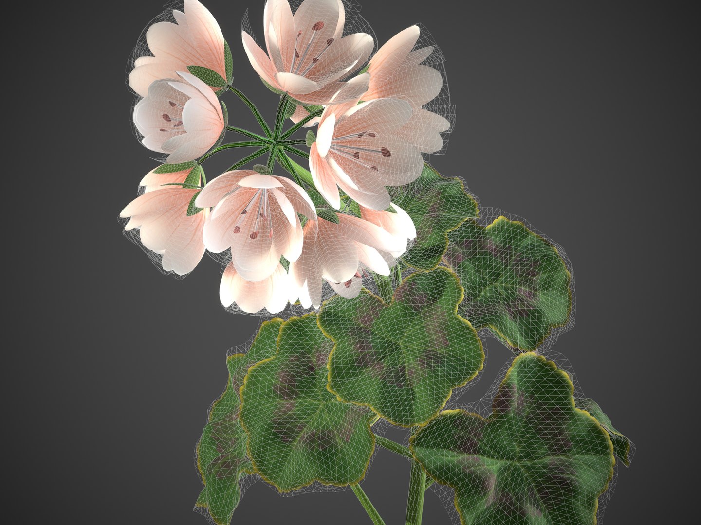 XfrogPlants Geranium Model - TurboSquid 1734003