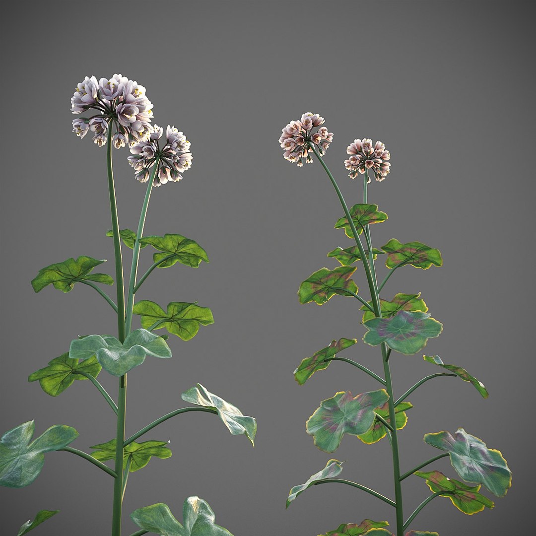 XfrogPlants Geranium Model - TurboSquid 1734003
