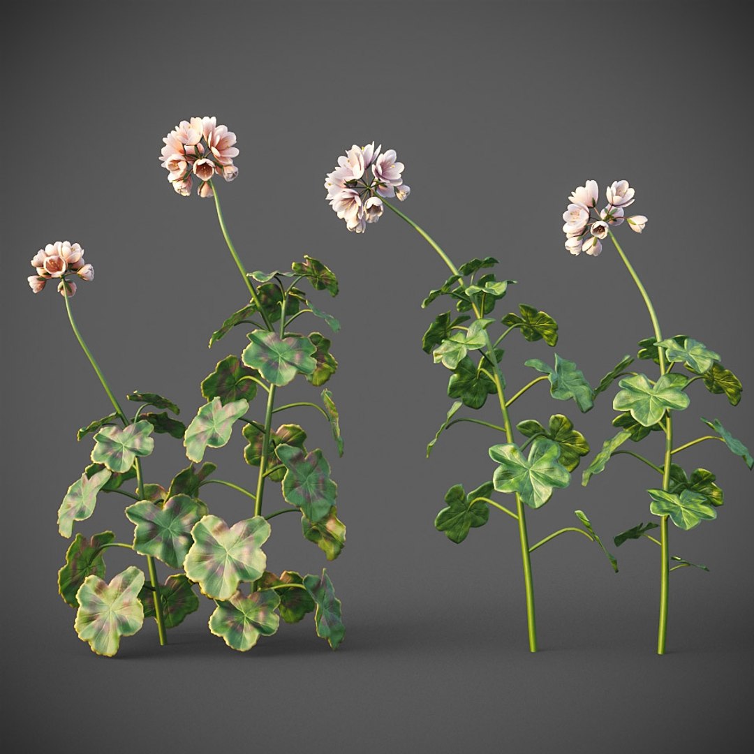 XfrogPlants Geranium Model - TurboSquid 1734003