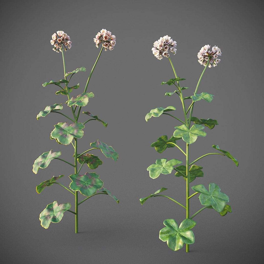 XfrogPlants Geranium Model - TurboSquid 1734003