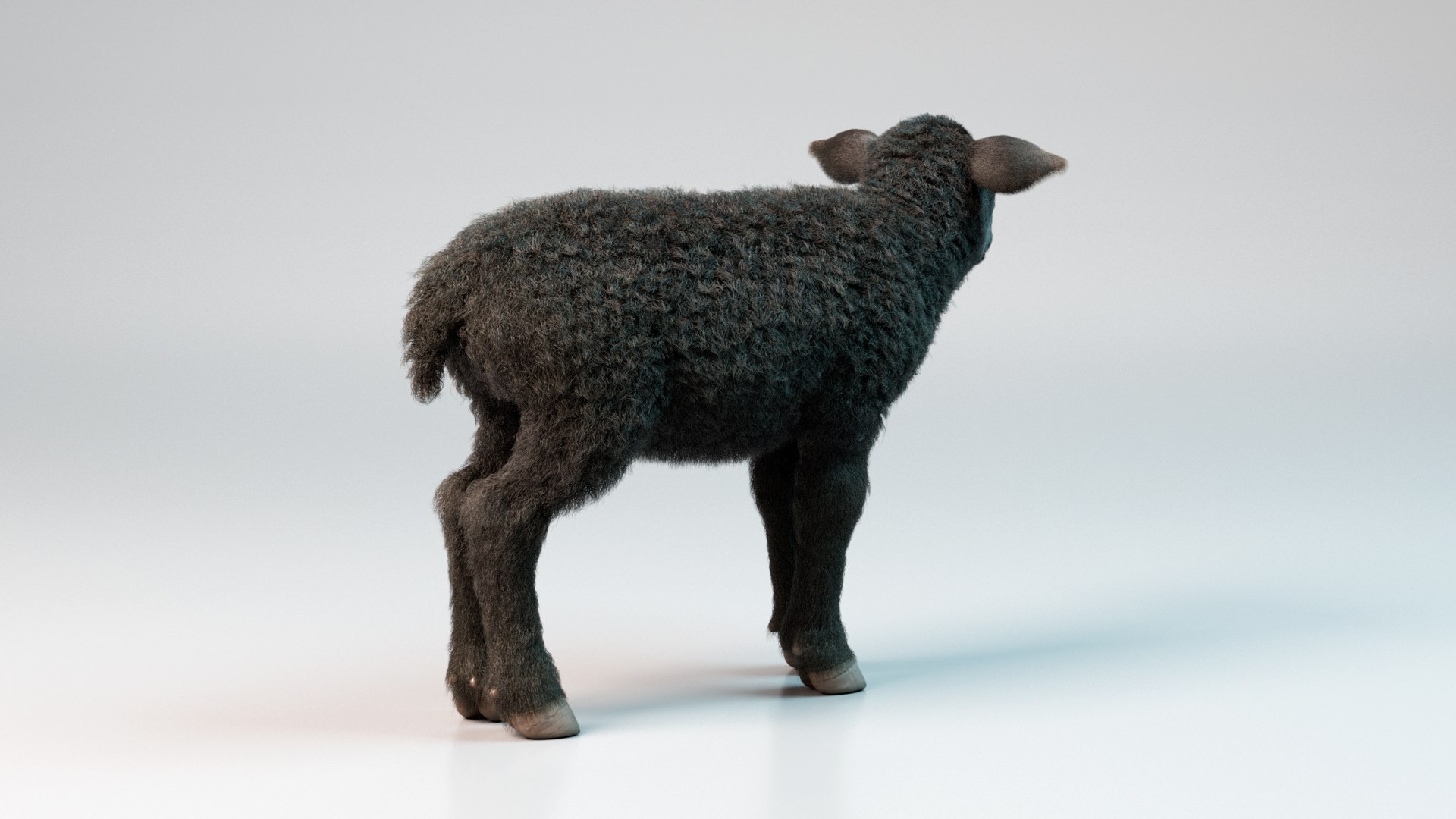 3D Model Lamb Rigged Animated With Fur Black - TurboSquid 2170915