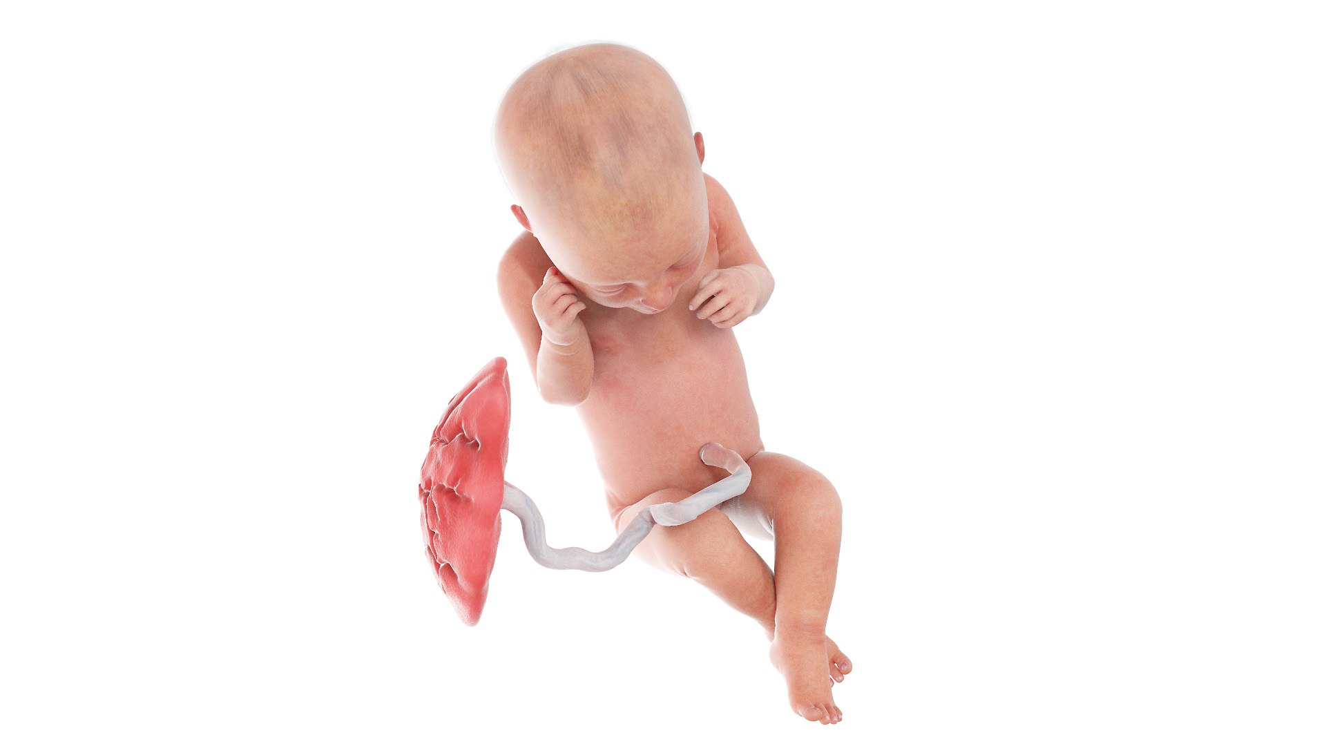 Fetus Anatomy Week 33 Animated 3D Model - TurboSquid 1797928