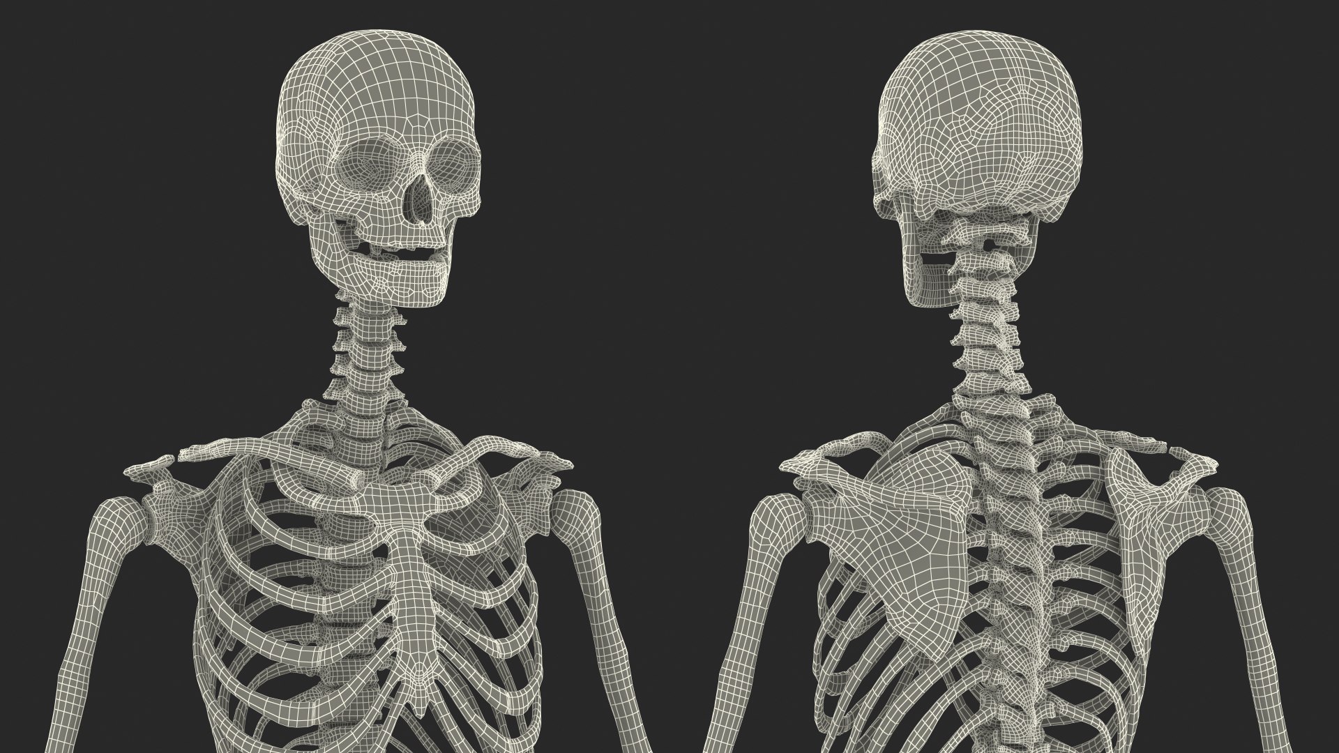 3D Female Anatomy Skeleton model - TurboSquid 1852992