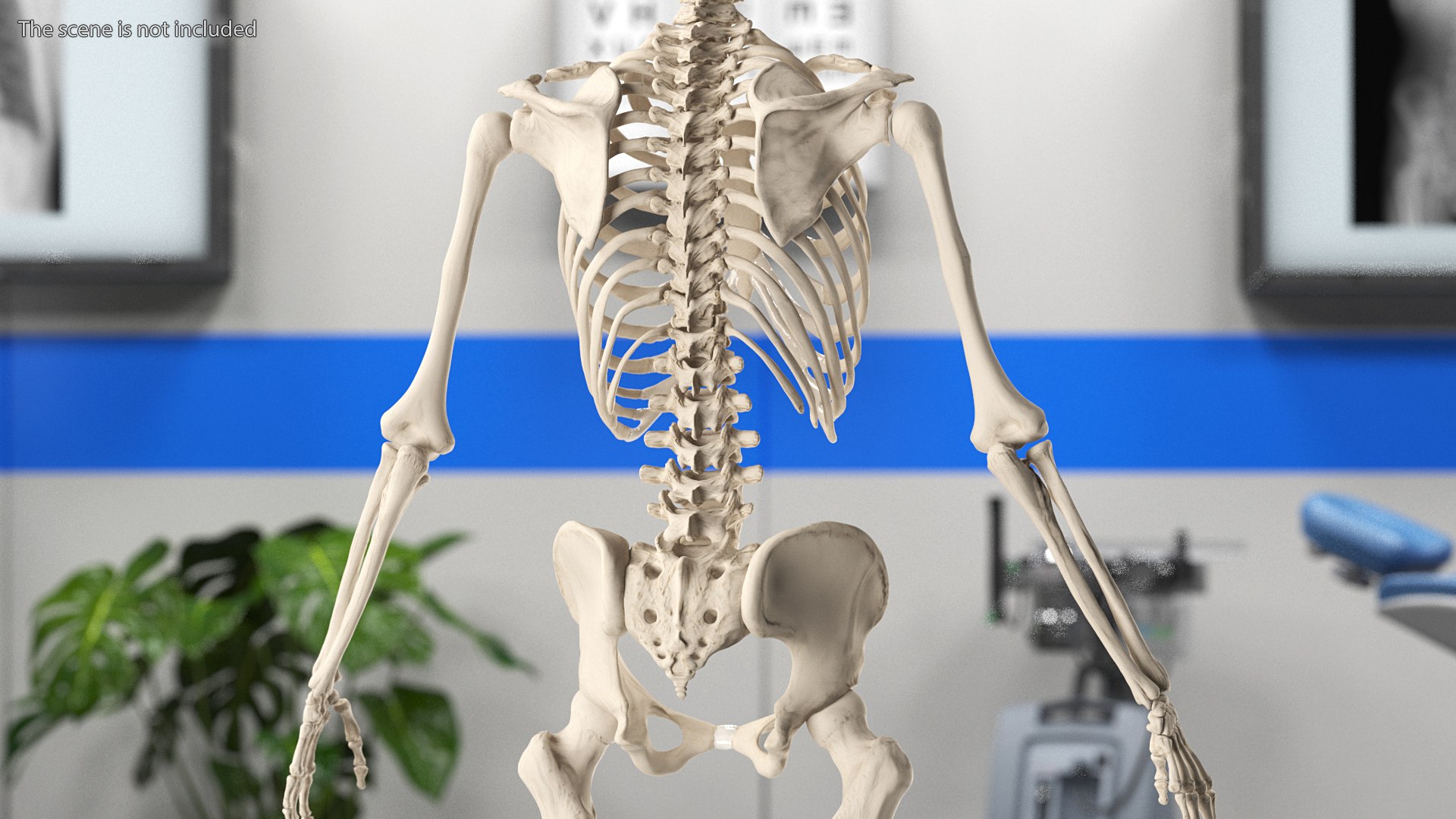 3D Female Anatomy Skeleton Model - TurboSquid 1852992