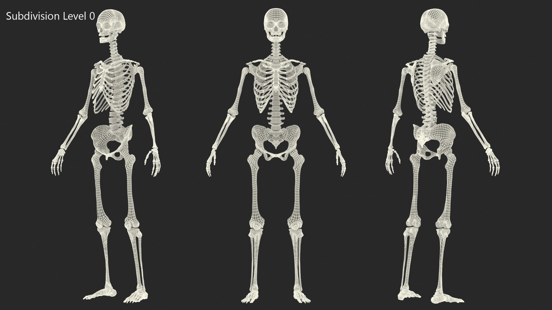 3D Female Anatomy Skeleton Model - TurboSquid 1852992