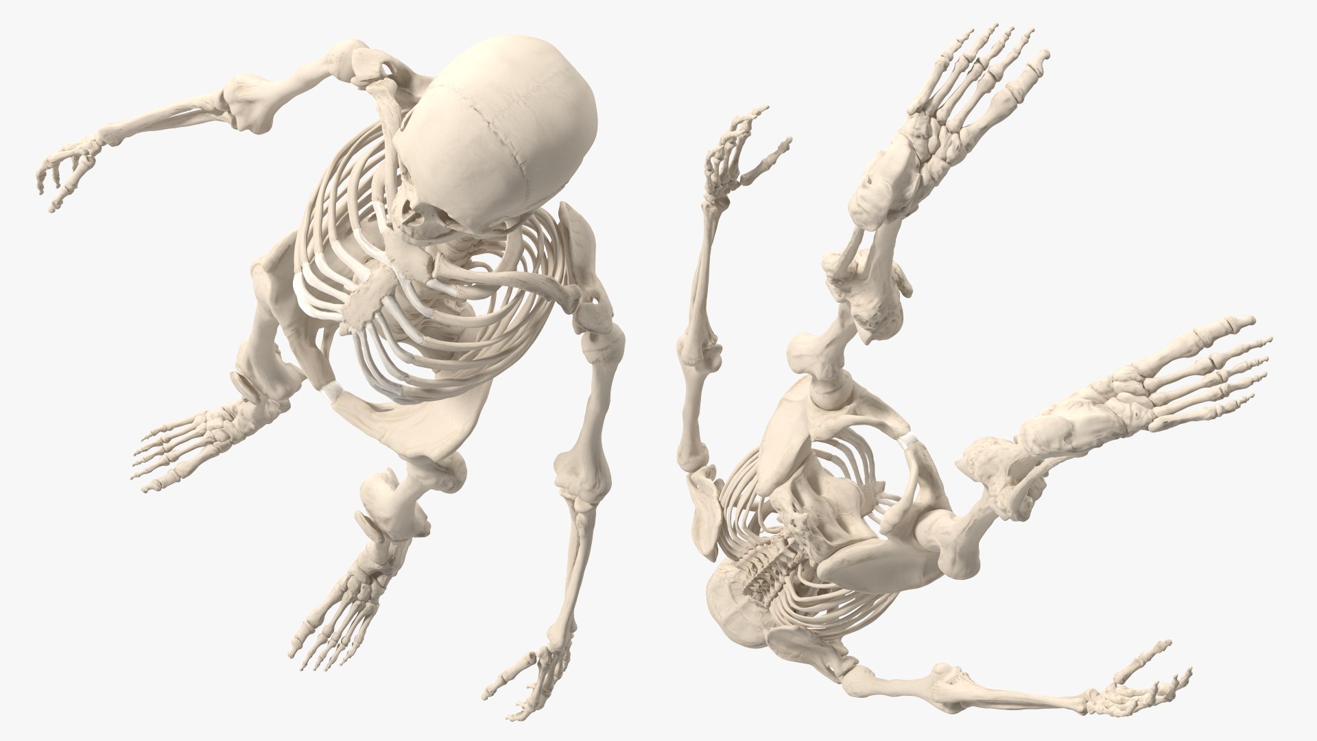 3D Female Anatomy Skeleton Model - TurboSquid 1852992