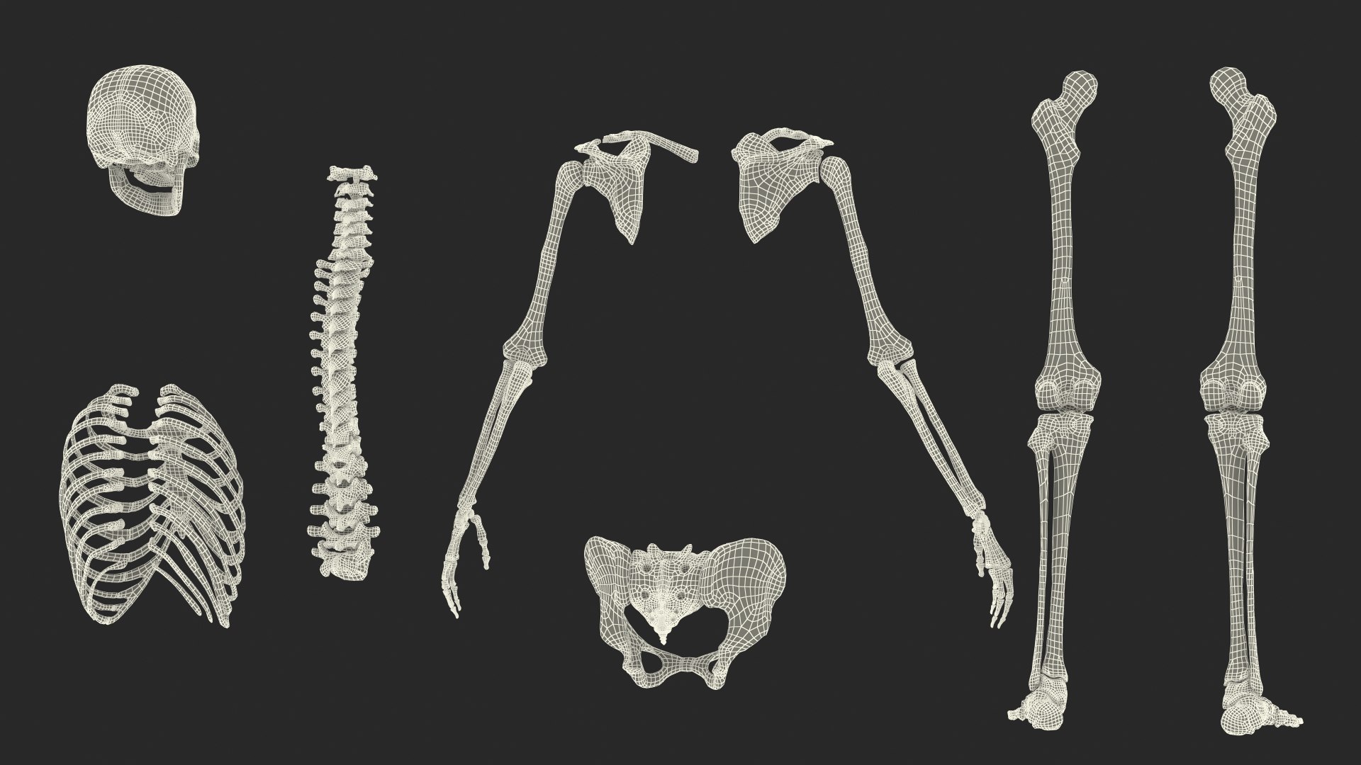 3D Female Anatomy Skeleton model - TurboSquid 1852992