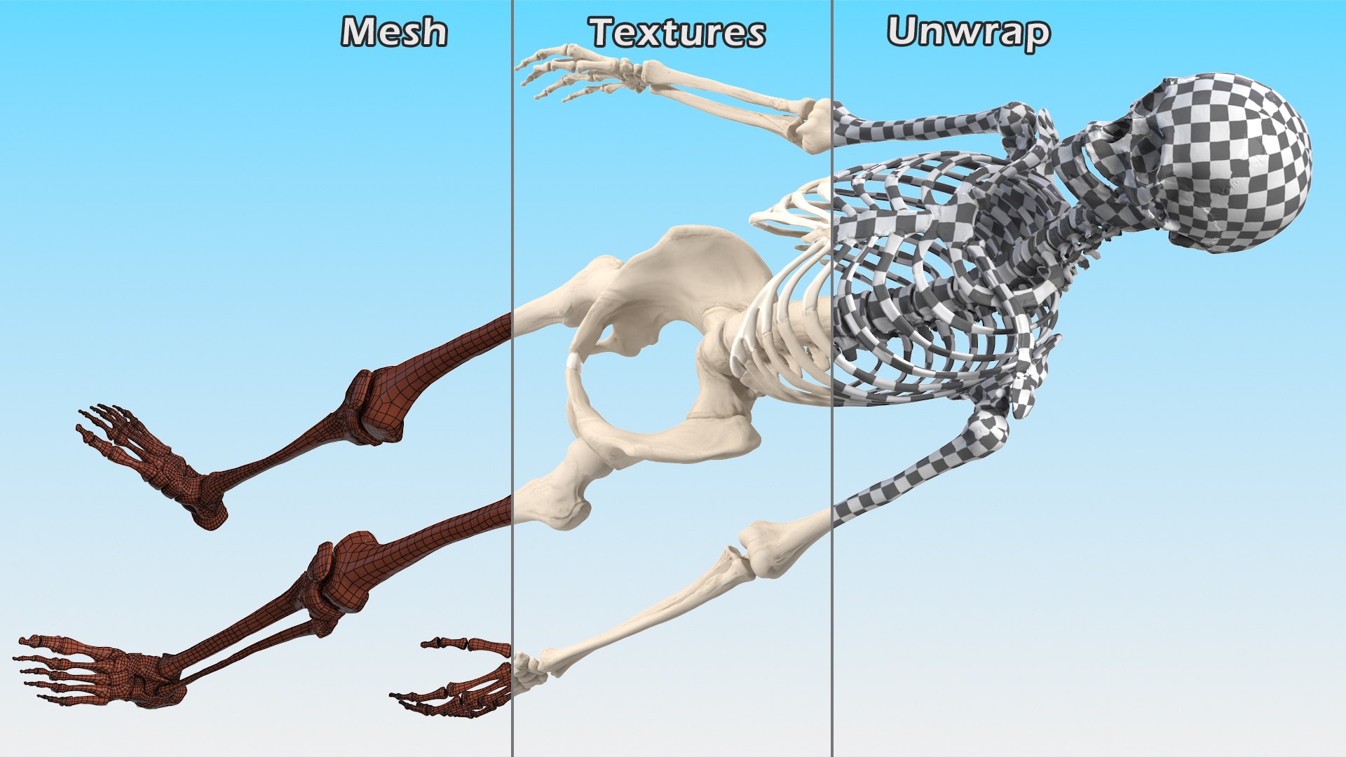3D Female Anatomy Skeleton Model - TurboSquid 1852992