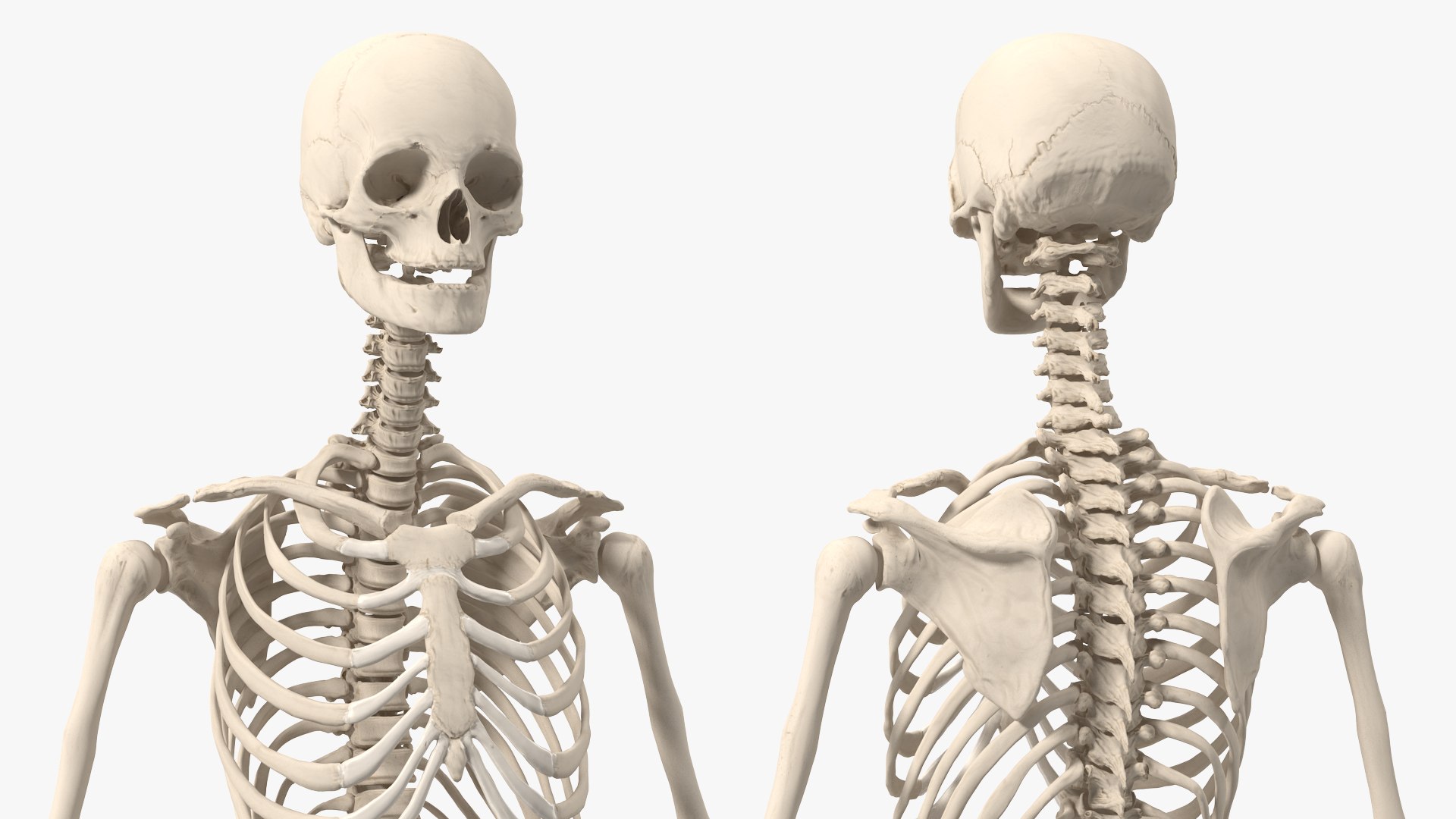 3D Female Anatomy Skeleton Model - TurboSquid 1852992