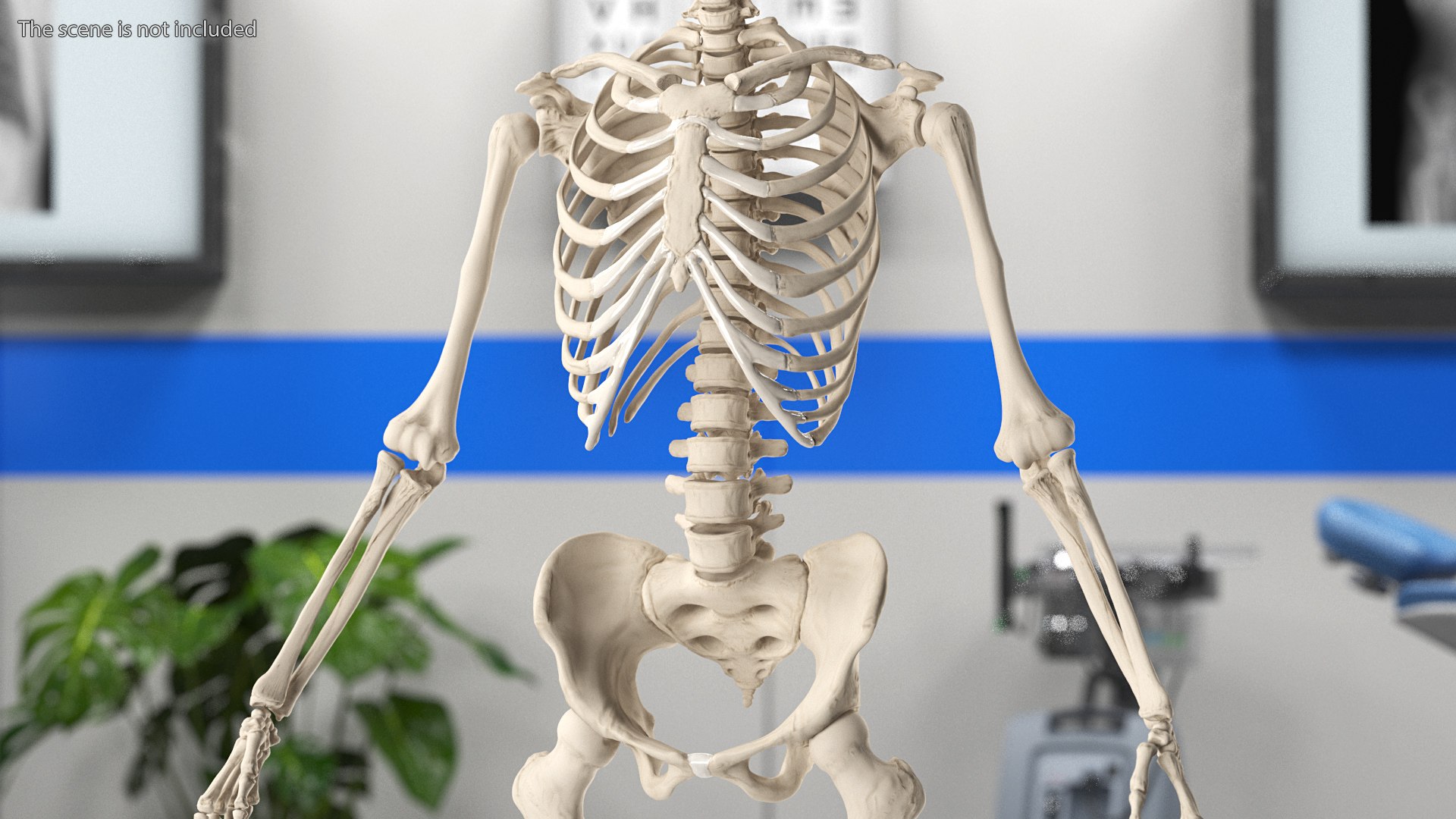3D Female Anatomy Skeleton Model - TurboSquid 1852992