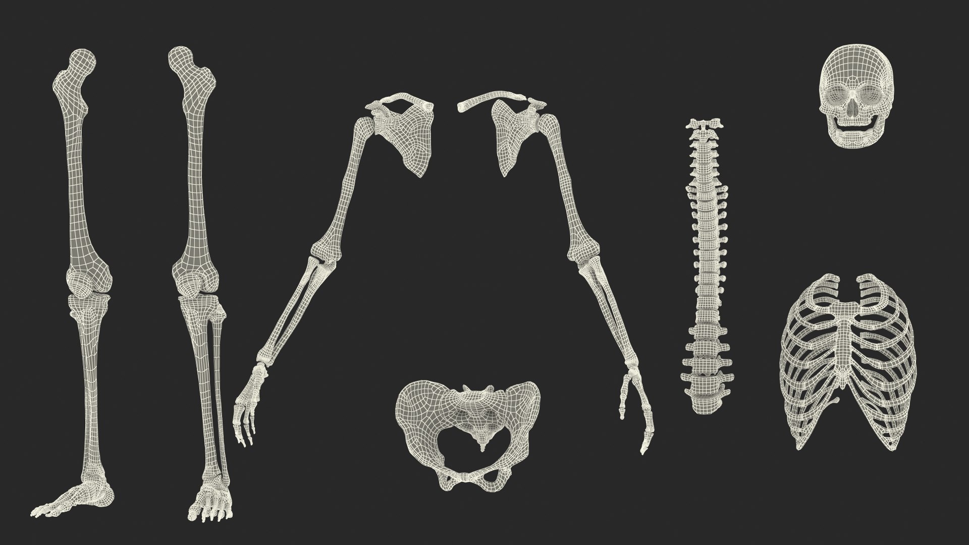 3D Female Anatomy Skeleton model - TurboSquid 1852992
