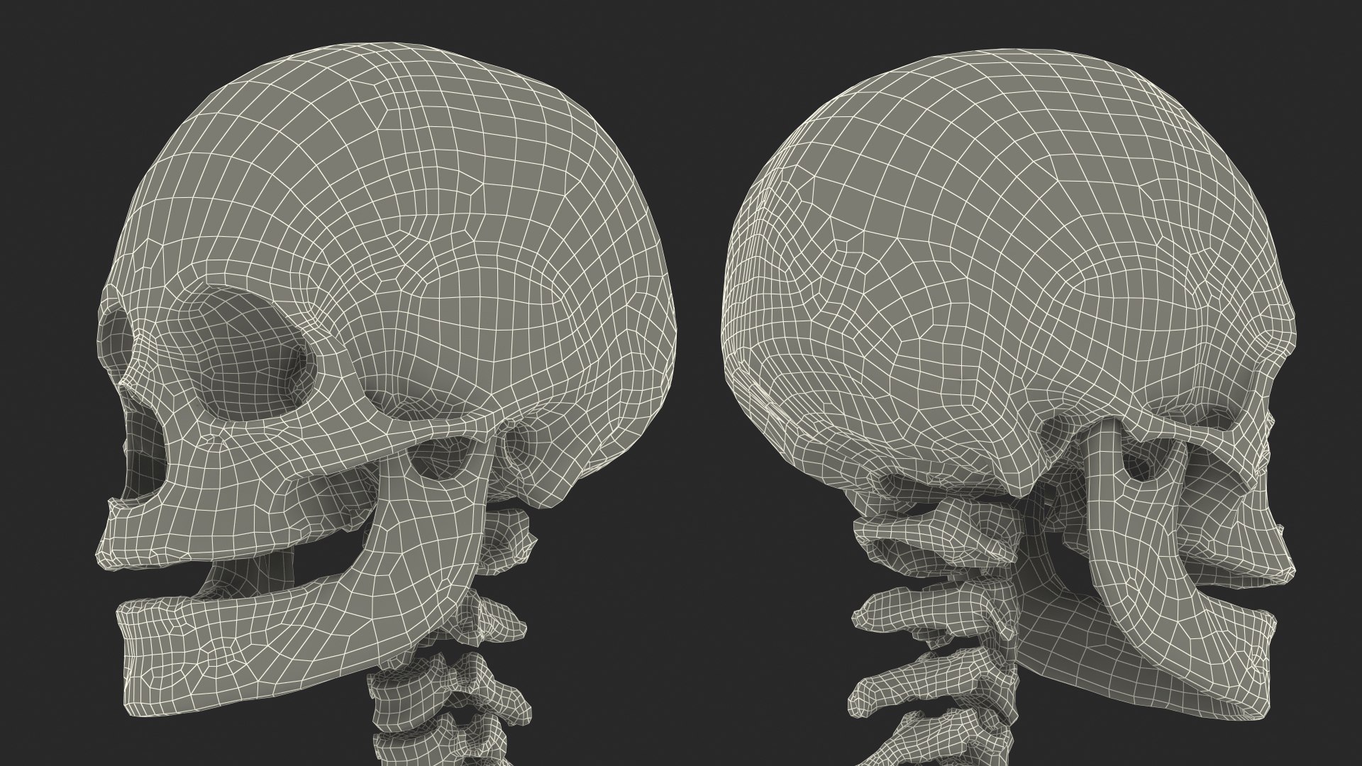 3D Female Anatomy Skeleton model - TurboSquid 1852992