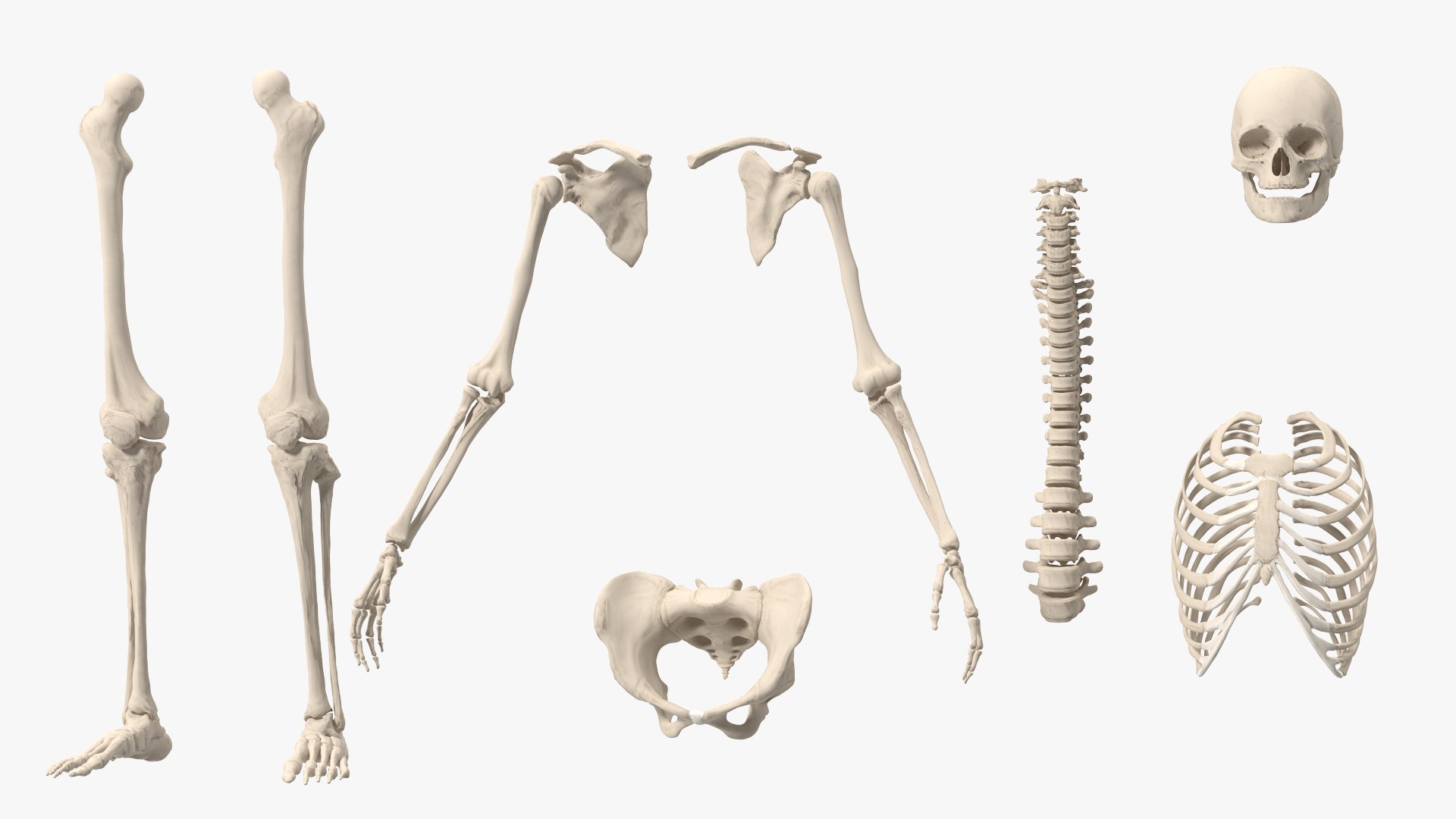 3D Female Anatomy Skeleton Model - TurboSquid 1852992