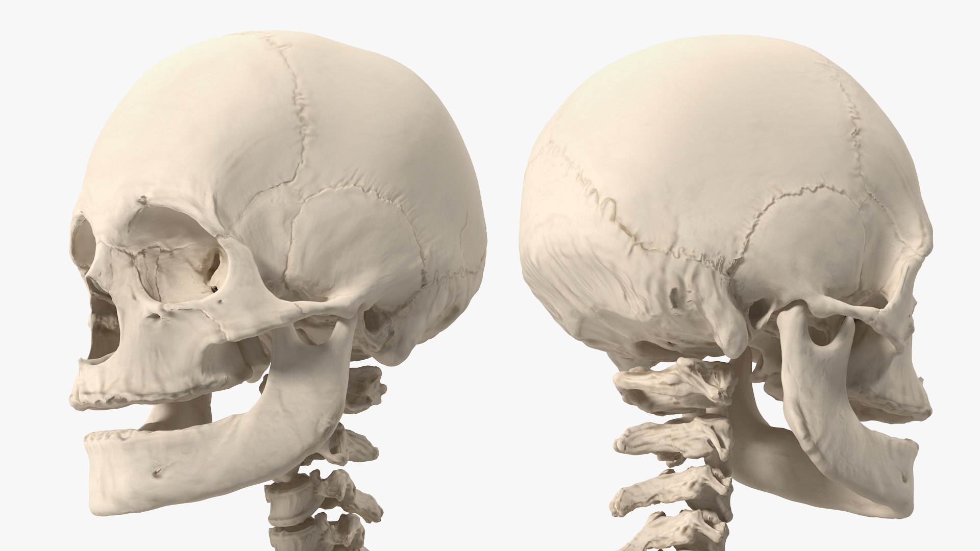 3D Female Anatomy Skeleton Model - TurboSquid 1852992