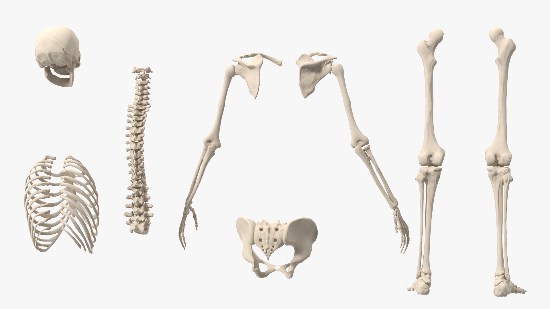 3D Female Anatomy Skeleton Model - TurboSquid 1852992