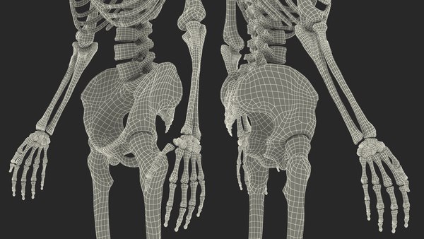 3D Female Anatomy Skeleton model - TurboSquid 1852992