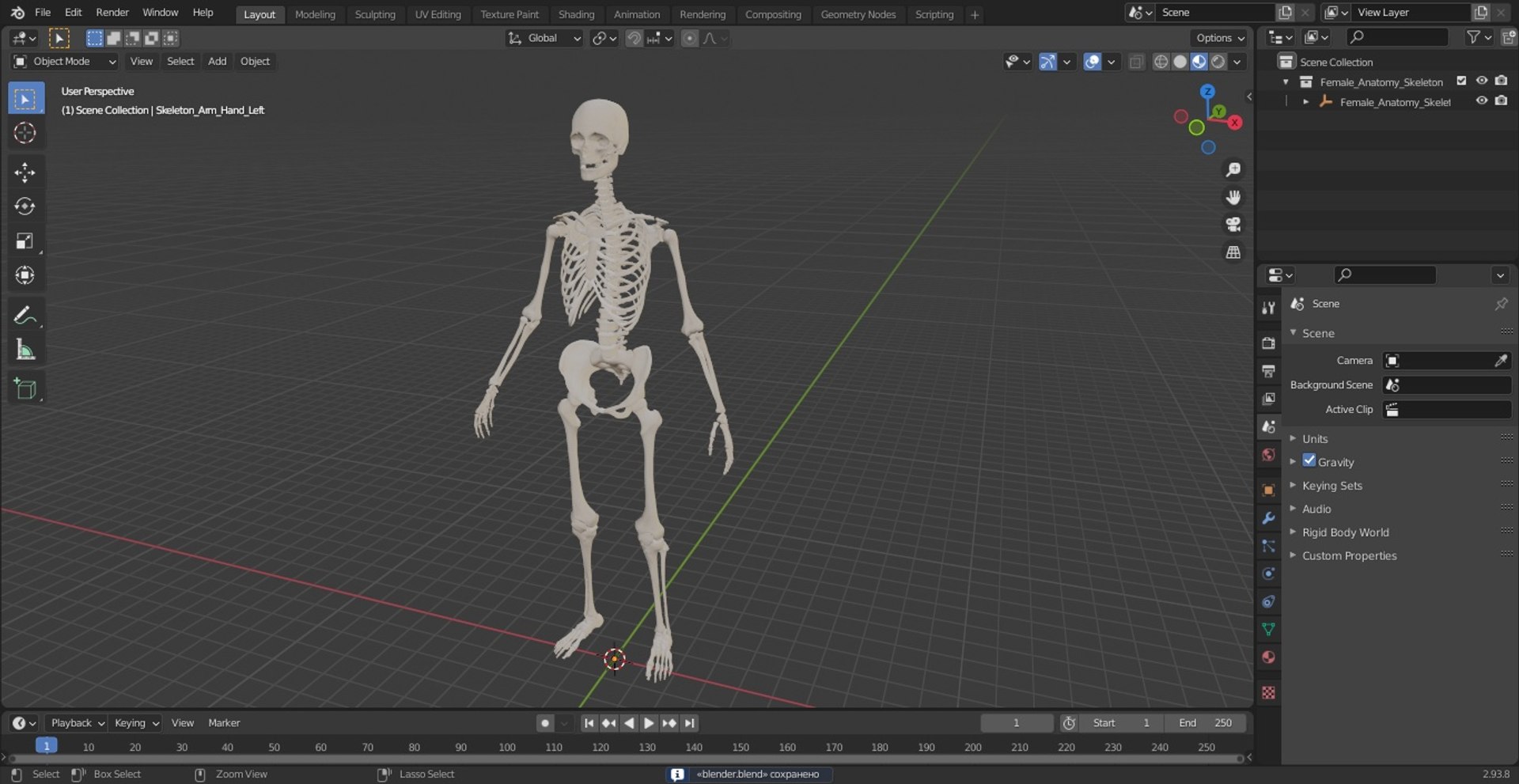 3D Female Anatomy Skeleton model - TurboSquid 1852992
